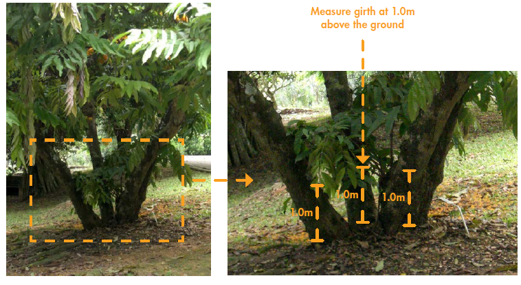 BuiltSearch Code • Greenery Provision